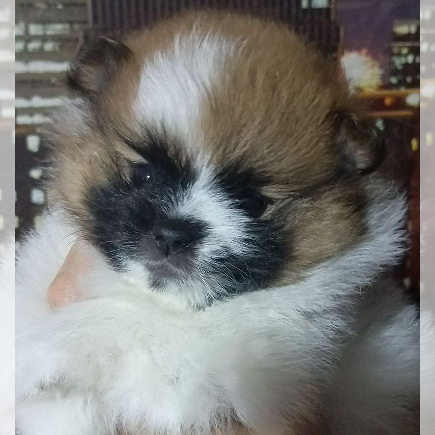 Померанский шпиц