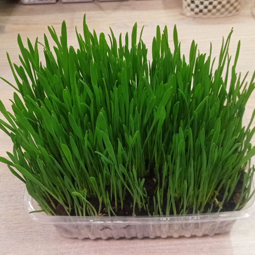 Трава для кошки