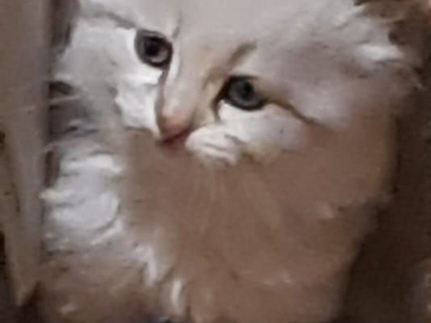 Отдам котенка, в добрые, надёжные руки