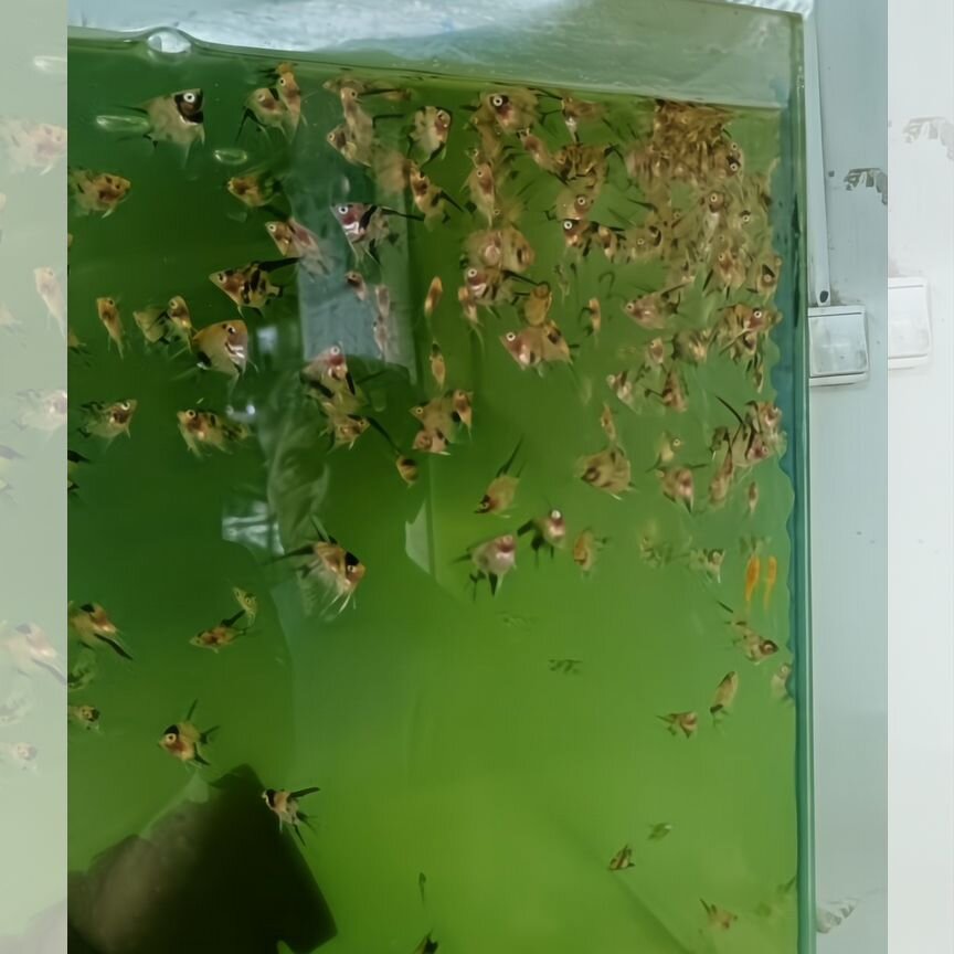 Скалярия Кои Красный Дьявол