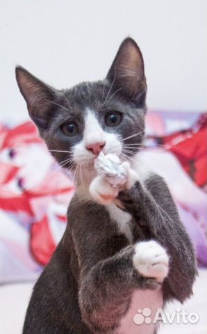 Дружелюбный котенок Степа 3 месяца в добрые руки