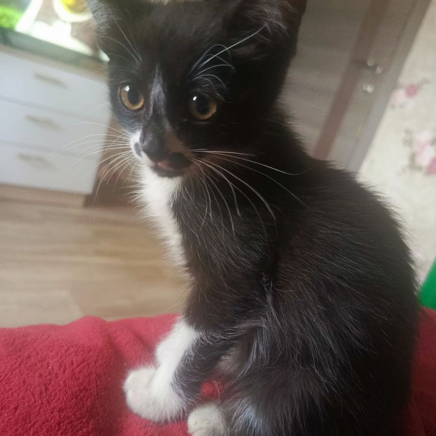 Котенок в добрые руки