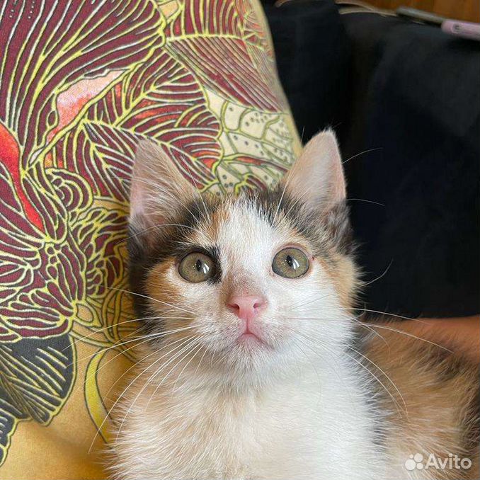 Ла-перм лаперм