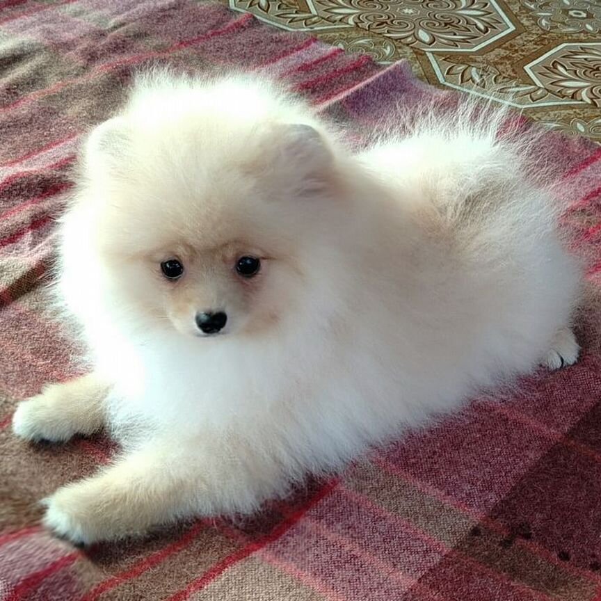 Померанский шпиц, щенок