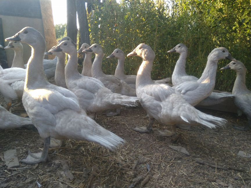 Холмогорские гуси и мускусные утки