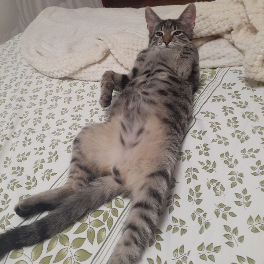 Котёнок в добрые руки бесплатно