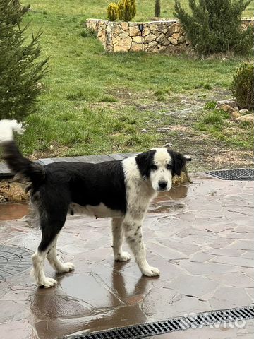 Собака алабай в добрые руки