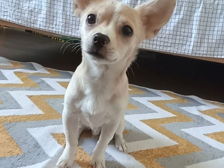 Собаки чихуахуа щенок