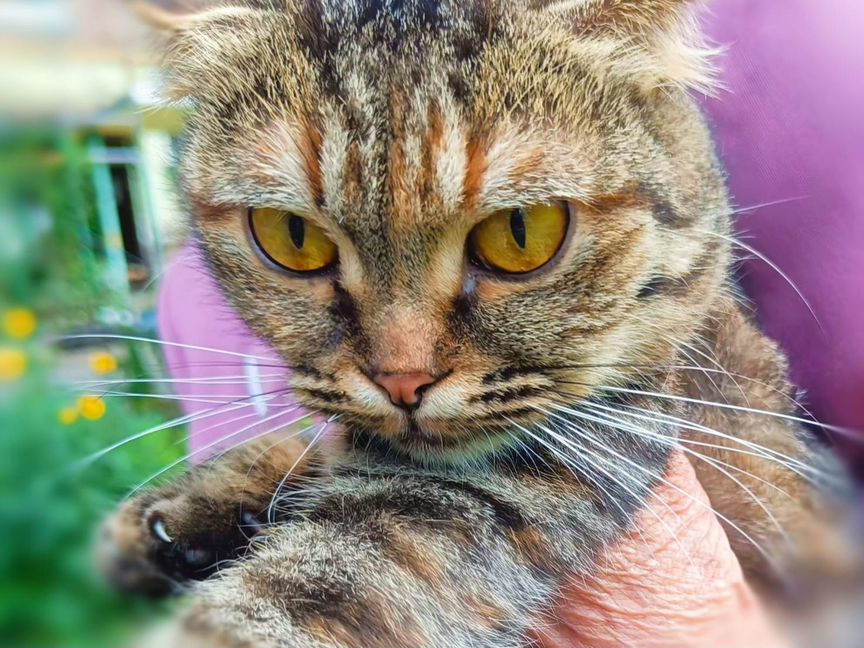 Кошка Яшма