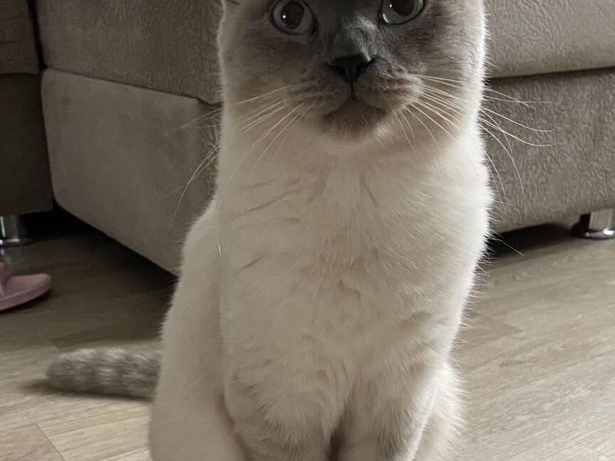 Домашние животные кошки