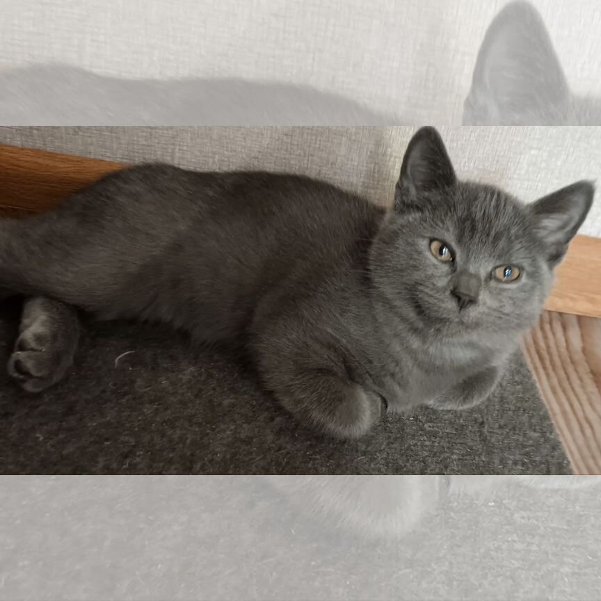 Британские котята