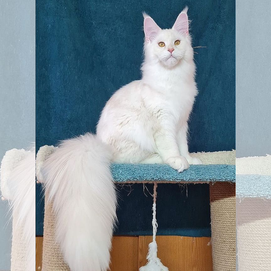 Котёнок мейн-кун красный затушованный