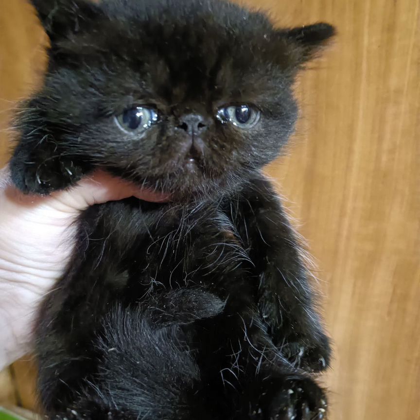 Котенок экзот экстремал