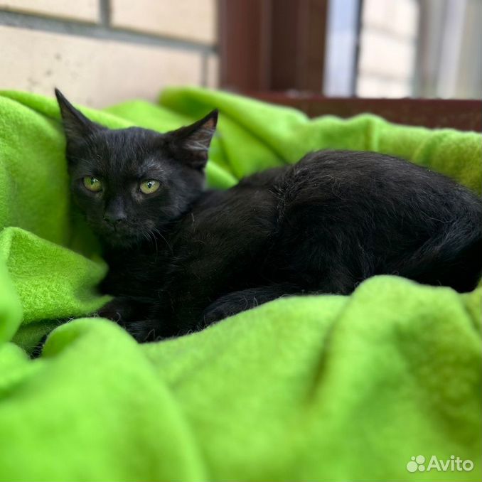 Ласковые котята мальчики черныши 4 мес ищут дом