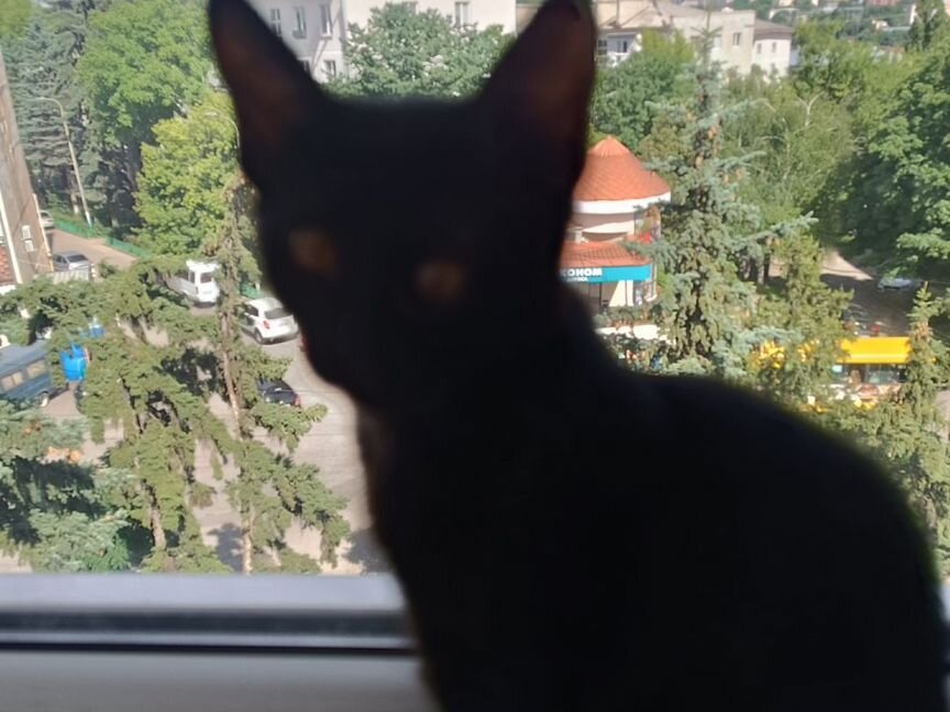 Котята в добрые руки бесплатно