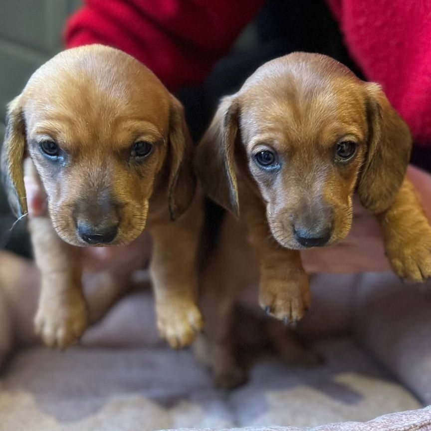 Такса, щенок