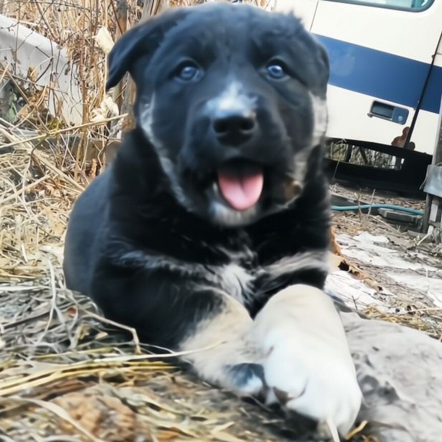 Щенок в добрые руки