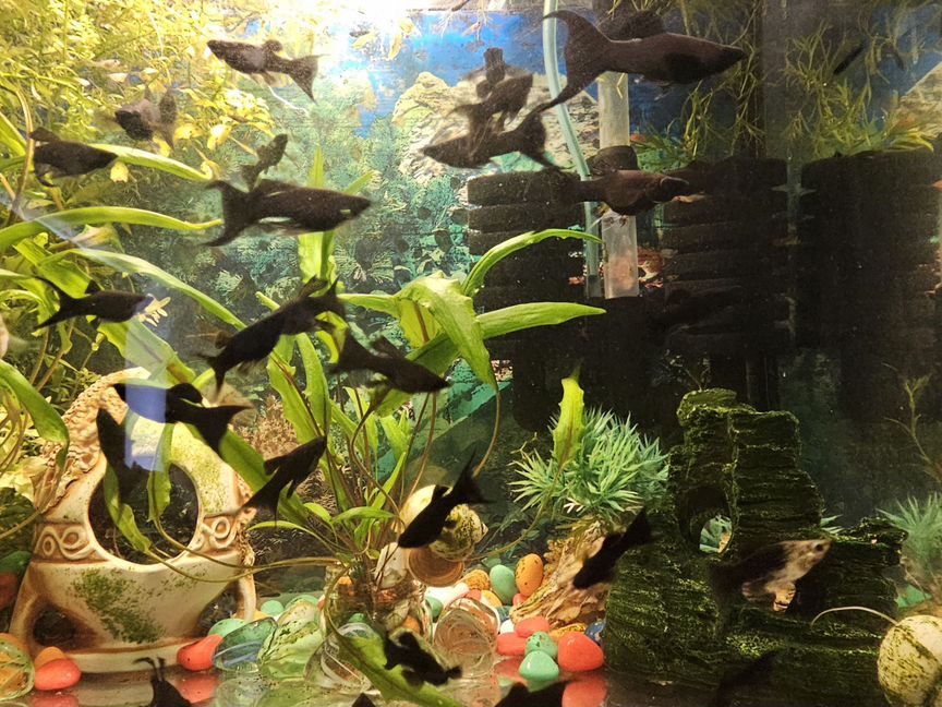 Малинезии Лира