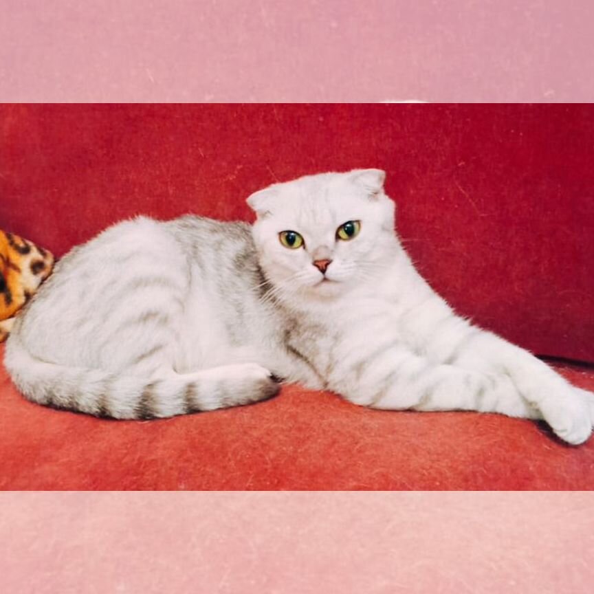 Шотландская вислоухая кошка скоттиш-фолд