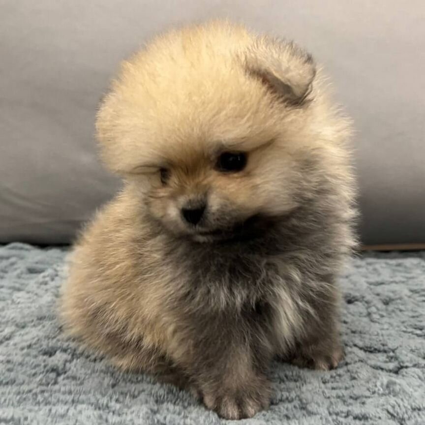 Померанский шпиц, щенок