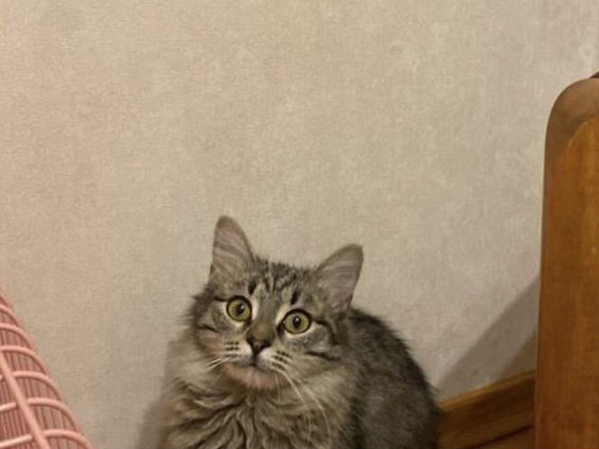 Кошечка с весной пойдет на улицу