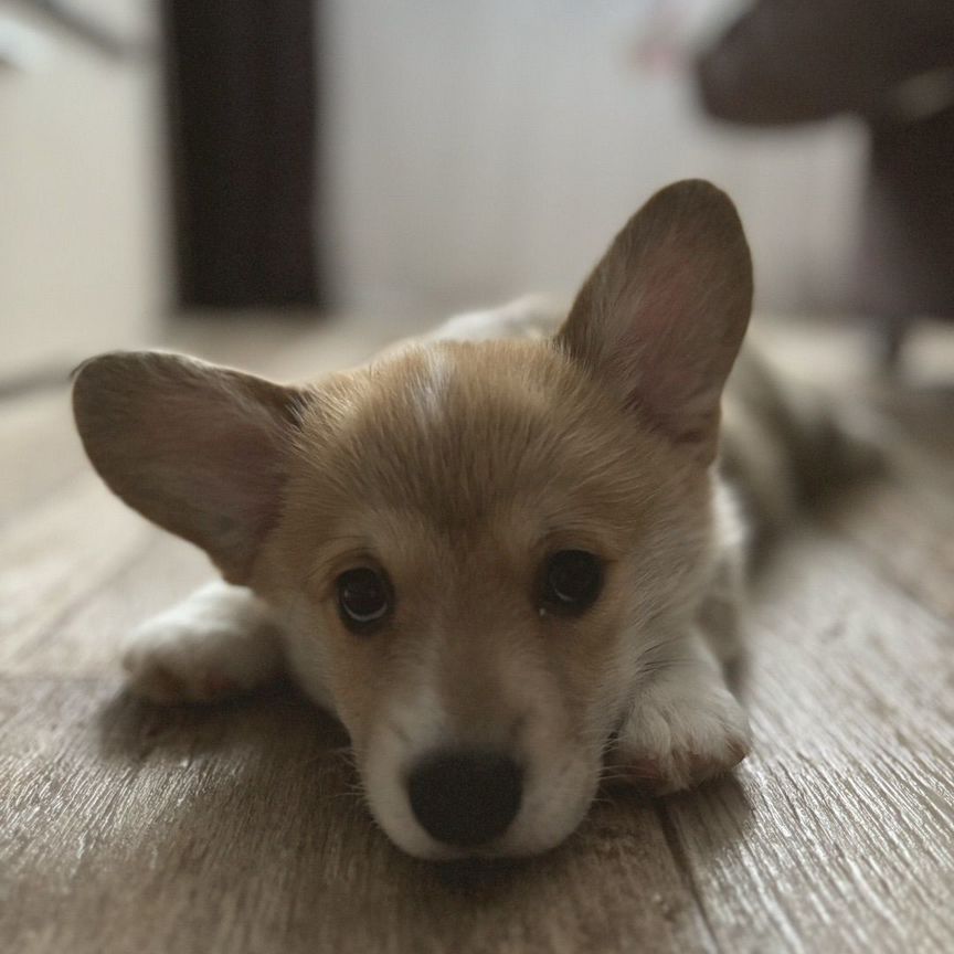 Щенок корги