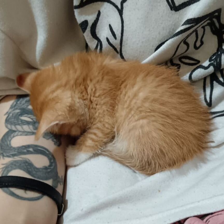 Котёнок в добрые руки