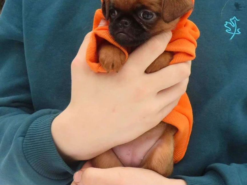 Рыжая милашка