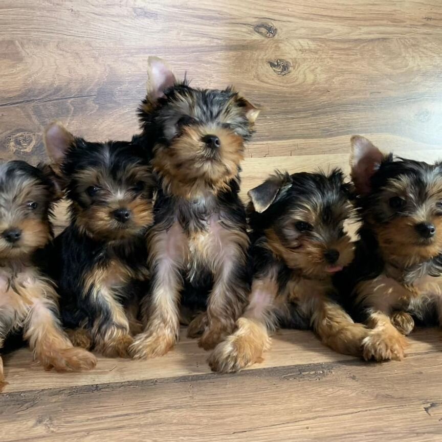Йоркширский терьер щенки