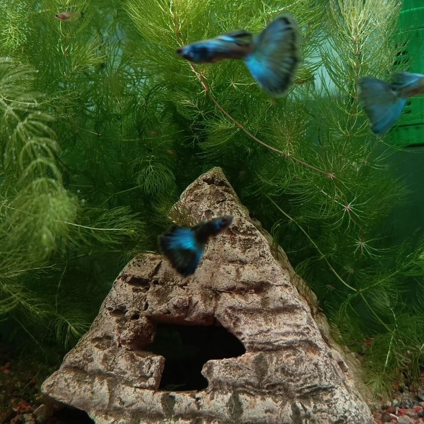 Роголистник в аквариум