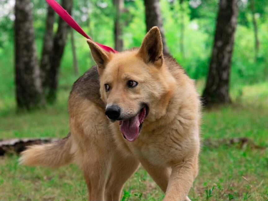 Собака в добрые руки