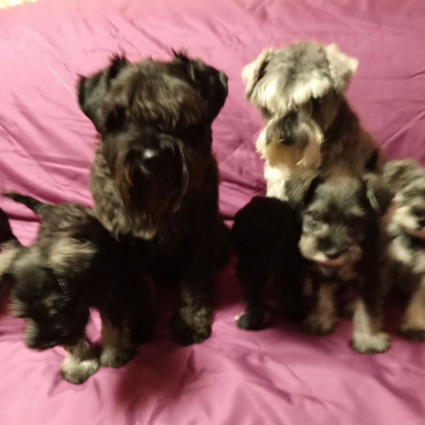 Цвергшнауцер, щенок