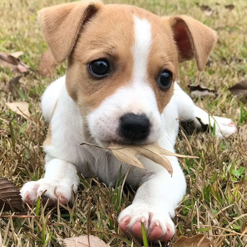 Джек рассел терьер