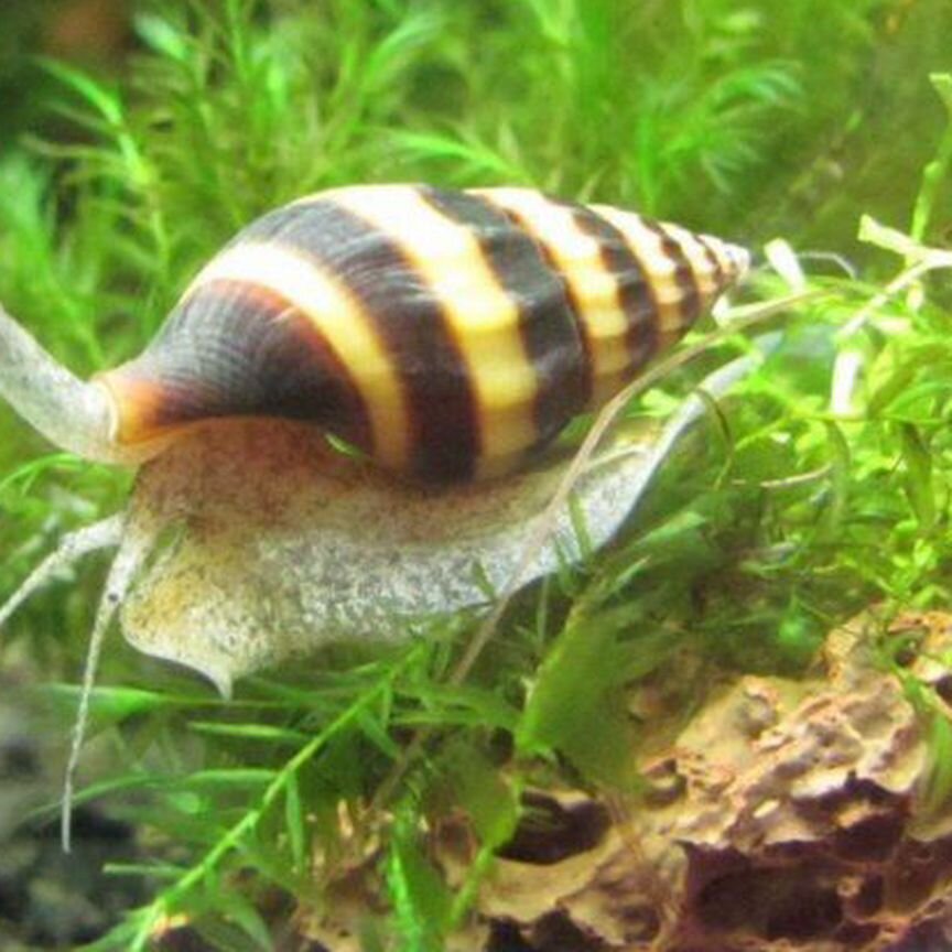 Улитка Хелена