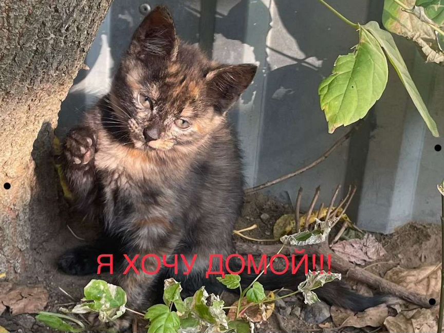 Спасите котят