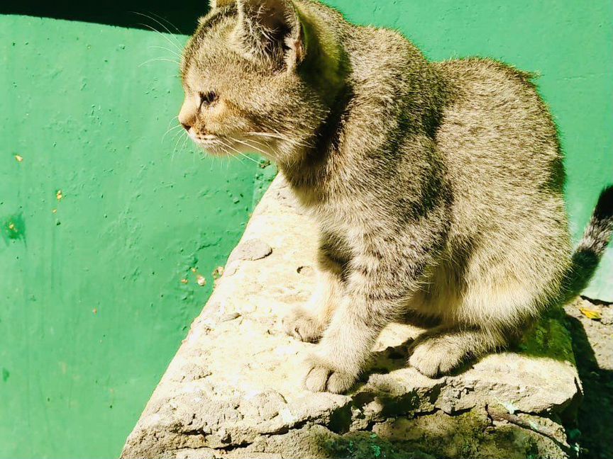 Кто потерял породистого котенка