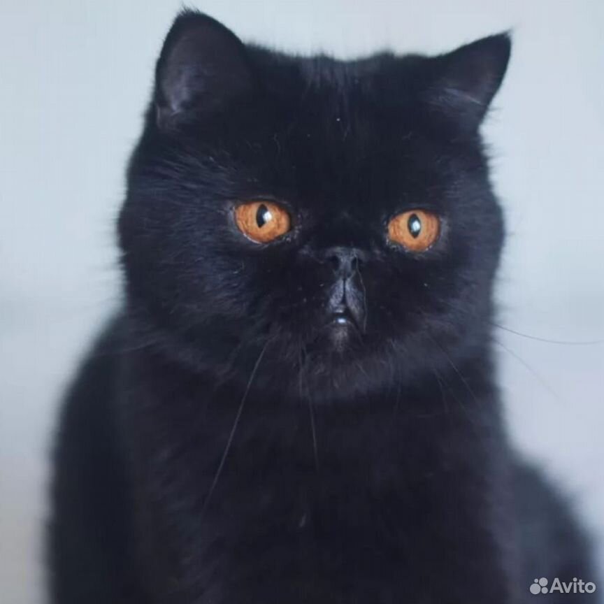 Экзотическая короткошерстная кошка