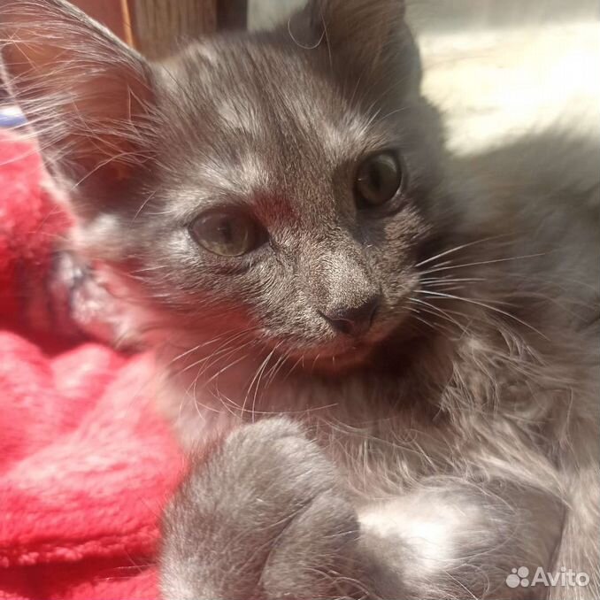 Котенок Тима (Тимур)