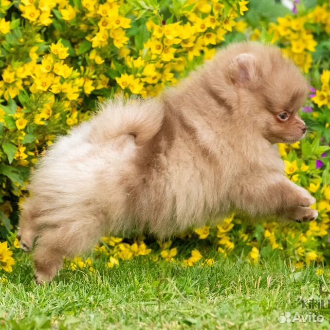 Девочка шоколадный мрамор