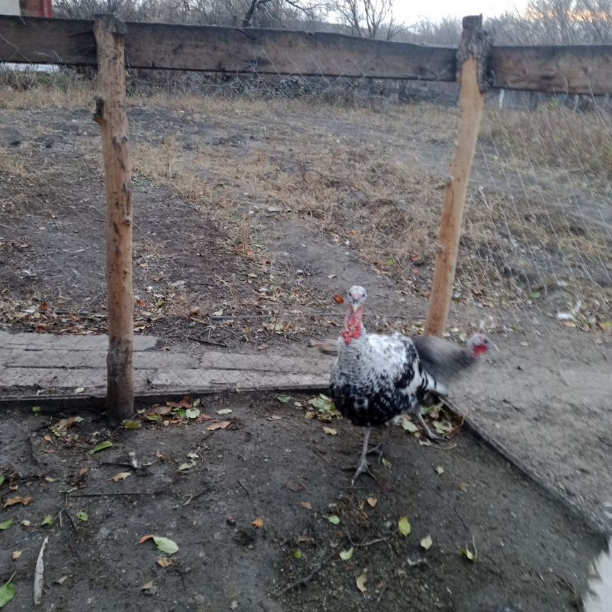 Индюки степные