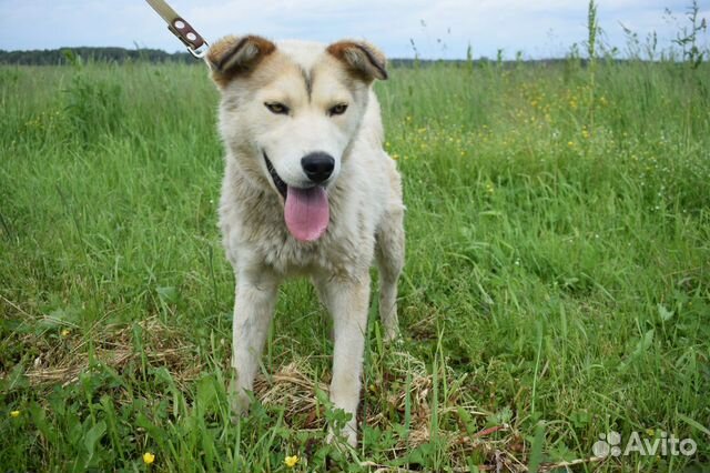 Щенок мальчик Элвис 8 мес