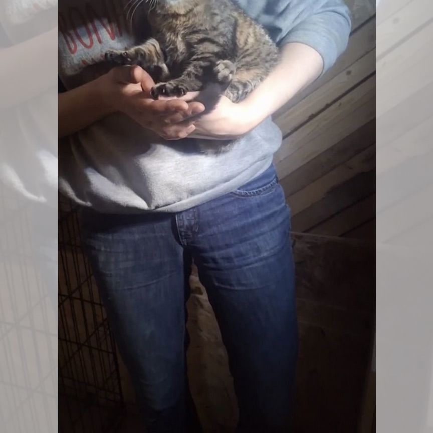 Брошенный котенок ищет дом