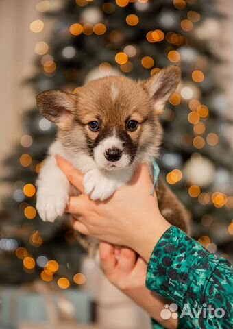 Мальчишка корги