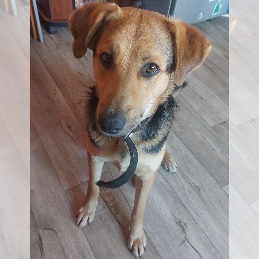 Собаки в дар