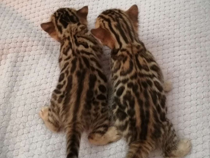 Бенгальские котята