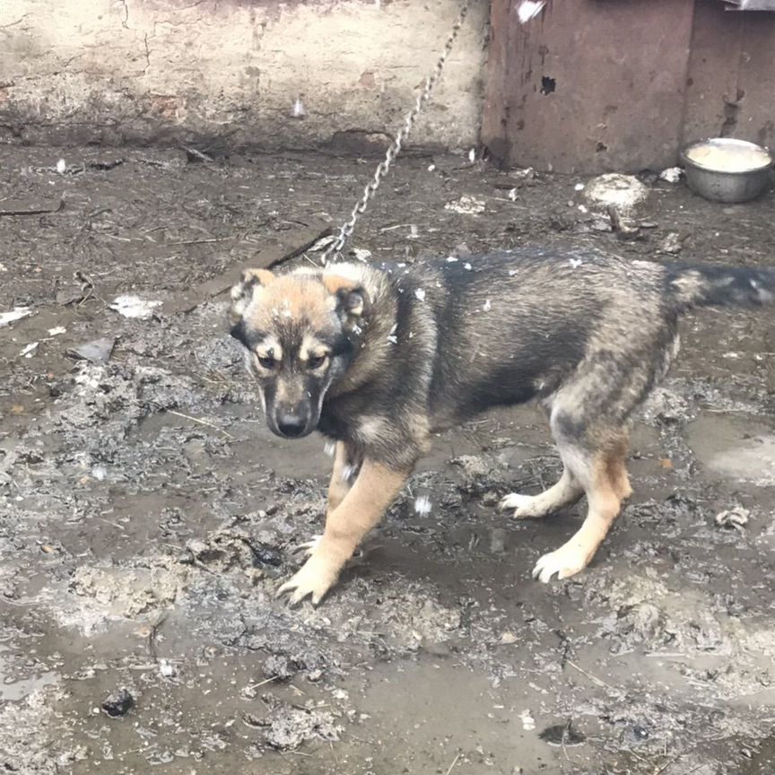 Отдам бесплатно собаку связи с переездом