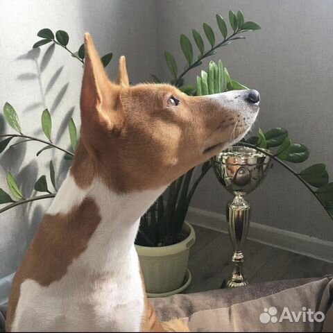 Басенджи вязка
