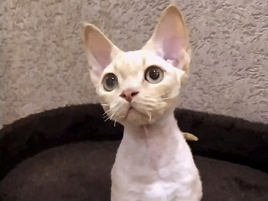 Котята девон-рекс котики и дев