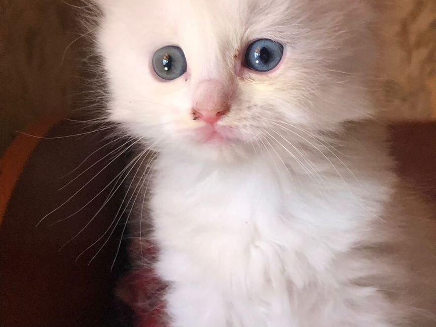 Котята турецкой ангоры