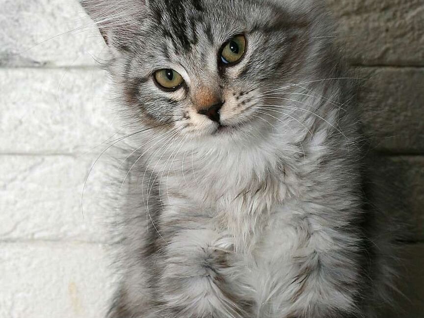 Курильская красотка